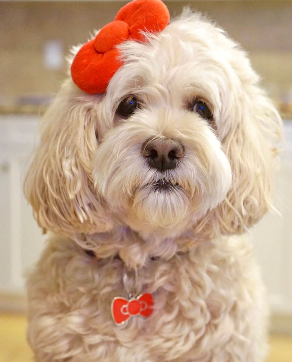 BOW PET TAG – Barkada